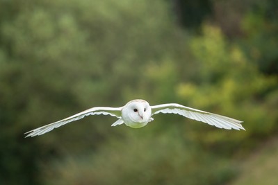 The Beauty Of Birds Photo Contest - ViewBug.com - Page 1 of 299