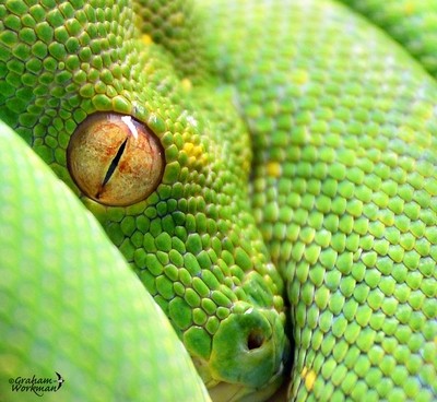 Eye To Eye Portraits Photo Contest - ViewBug.com - Page 1 of 292