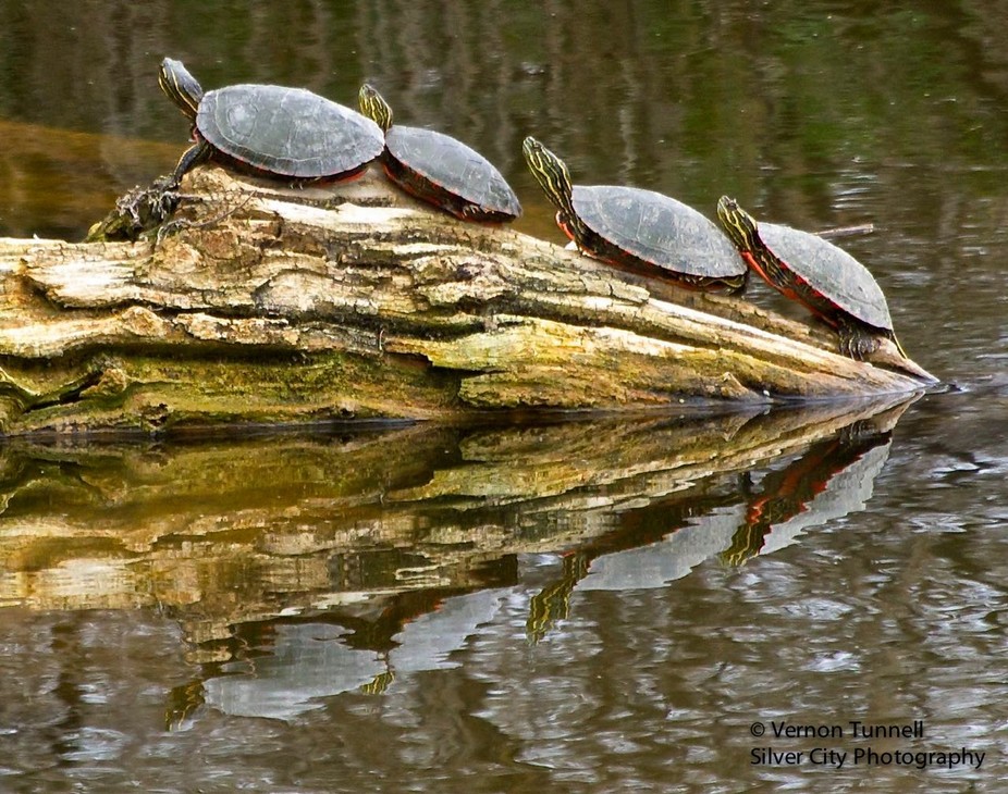 SilverCity's Photos - ViewBug.com