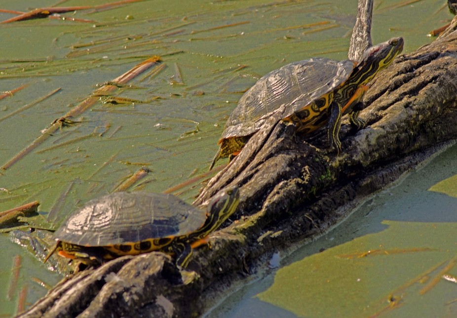 Eich's Photos - ViewBug.com